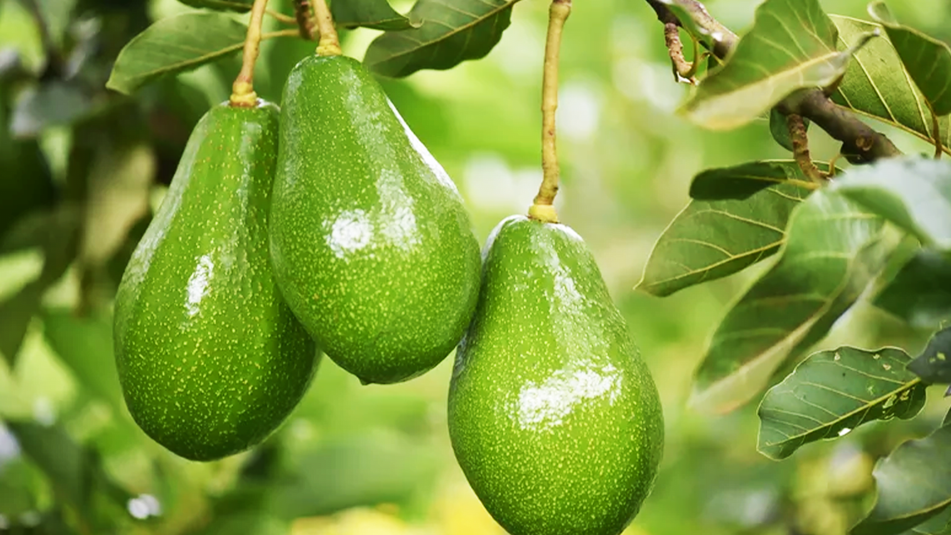 Abacate: O Superalimento Cardioprotetor e Anti-inflamatório - Solaria ...