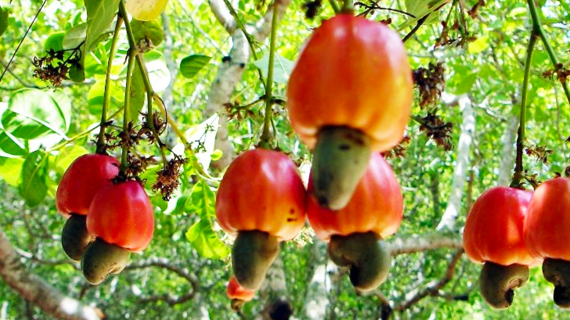 Cajueiro: O Guardião da Saúde Bucal e Antiinflamatório Natural ...