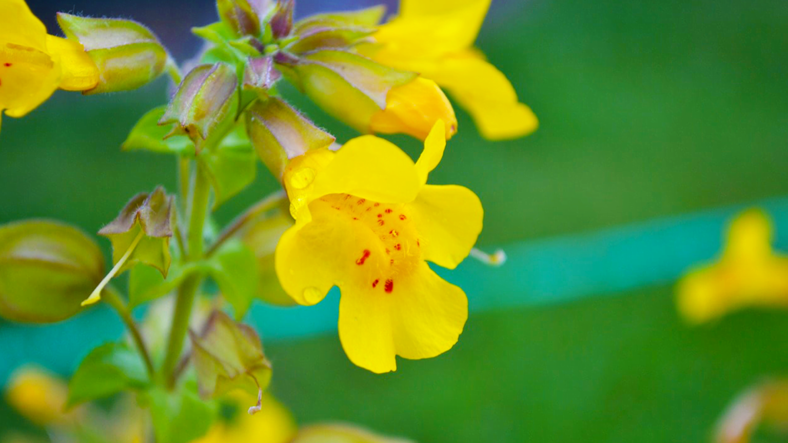 Floral Mimulus - Para o Sentimento de Medo de Coisas Conhecidas e ...