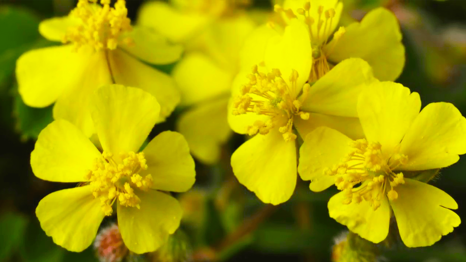 Floral Rock Rose - Para o Sentimento de Terror e Medo Paralisante ...