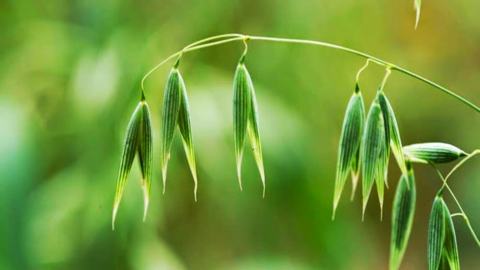 Floral Wild Oat - Sentimento de Dúvida sobre que Direção Tomar na Vida ...