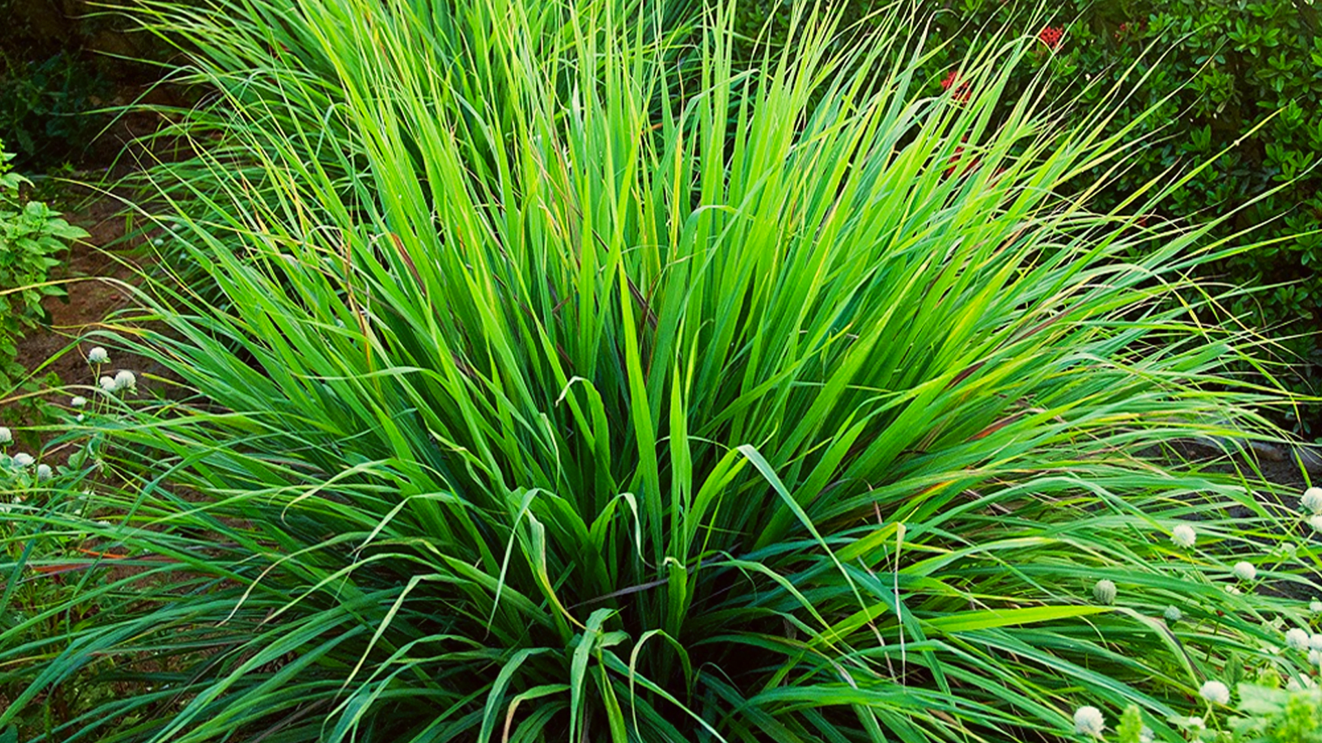 Capim-Limão: O Calmante Natural para Ansiedade e Insônia - Solaria ...