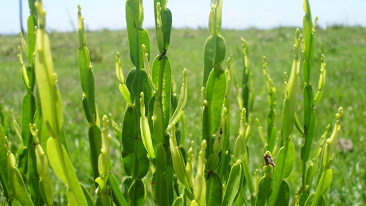 Carqueja: O Segredo Natural para Desintoxicação do Fígado e Saúde ...