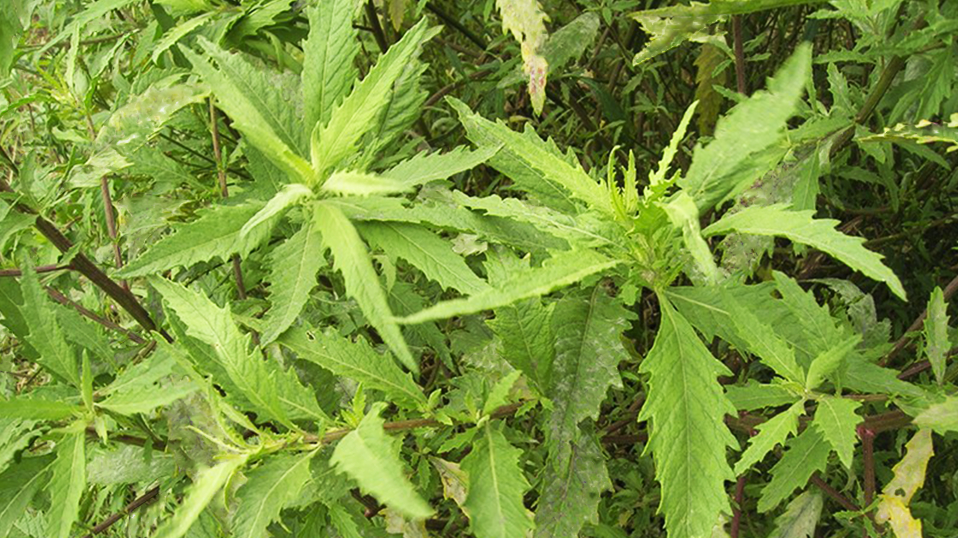 Erva-de-Santa-Maria (Mastruz): Poderoso Antiparasitário Natural e Anti ...