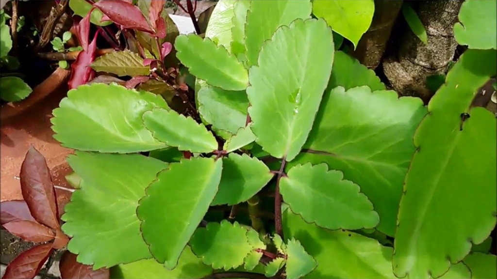 Fortuna (Saião): Cicatrizante Natural e Aliada Contra Inflamações ...