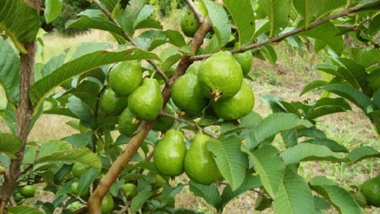 Conheça o uso Medicinal da Goiabeira - Solaria - Saúde e Bem-Estar