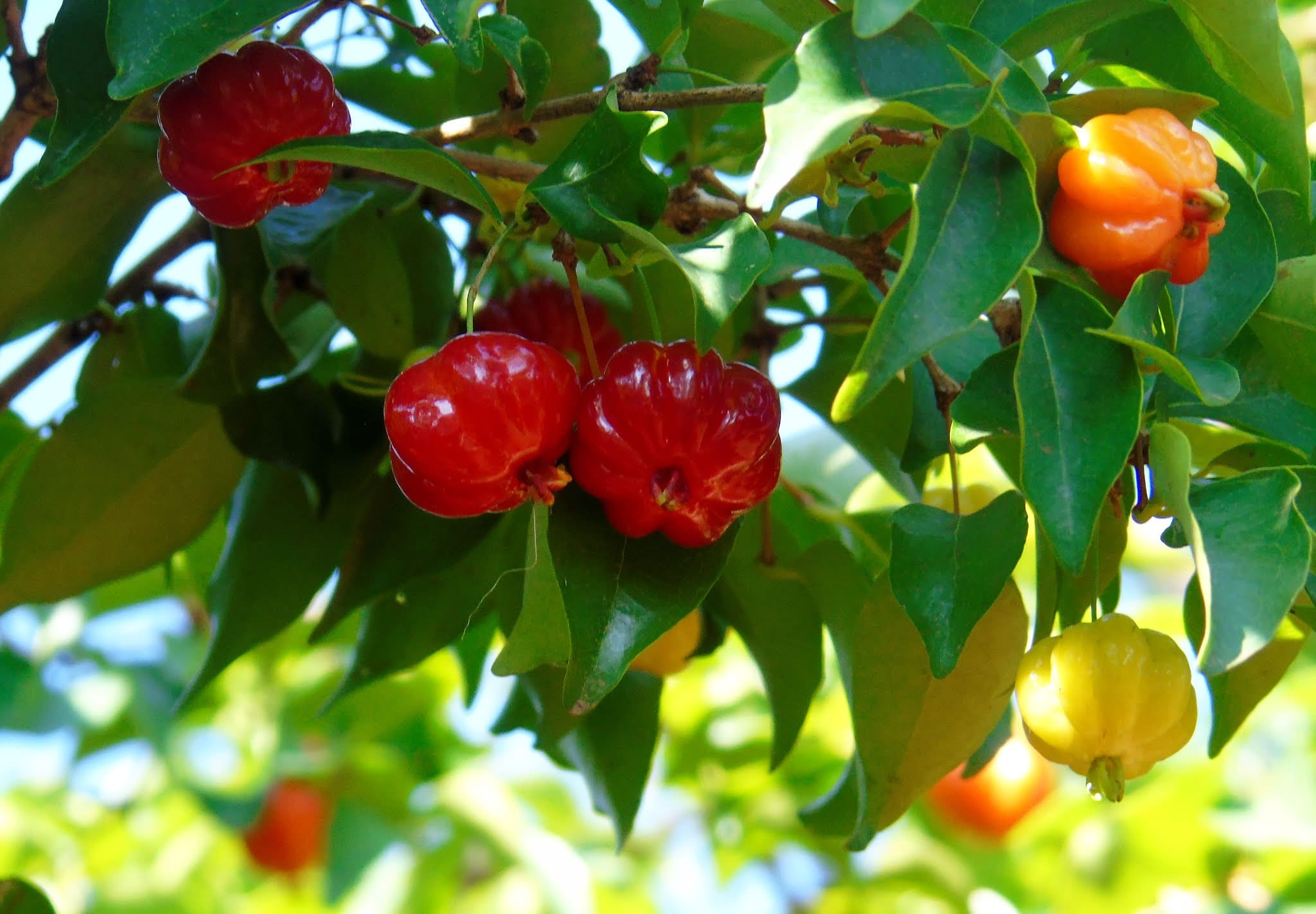 Pitanga: A Fruta Que Combate Parasitas e Retarda o Envelhecimento ...