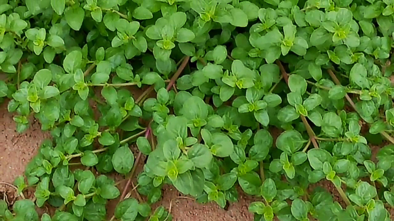Poejo: A Planta Aliada no Tratamento de Gripes e Problemas Digestivos ...