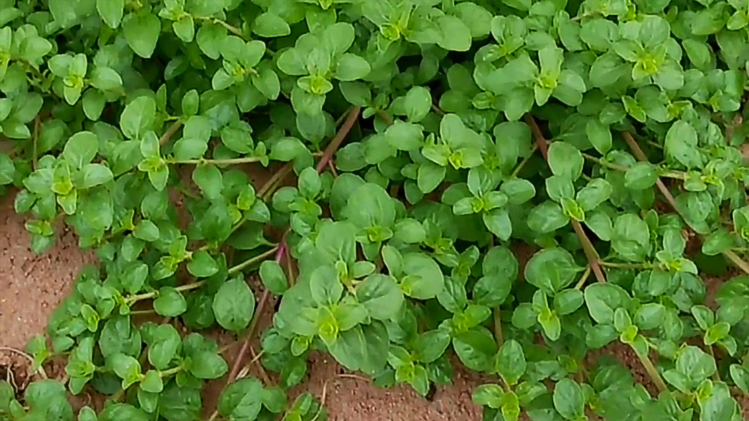 Poejo: A Planta Aliada no Tratamento de Gripes e Problemas Digestivos ...