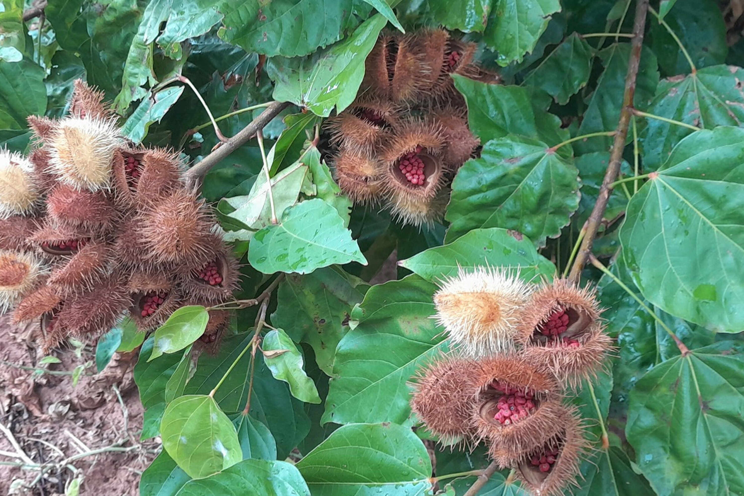 Urucum: Poderoso Antioxidante Natural e Aliado da Saúde da Pele e Visão ...